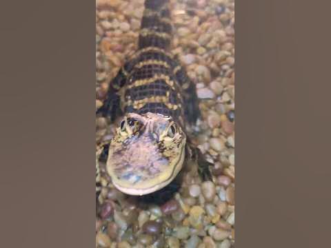 Alligator Creeps Up - YouTube