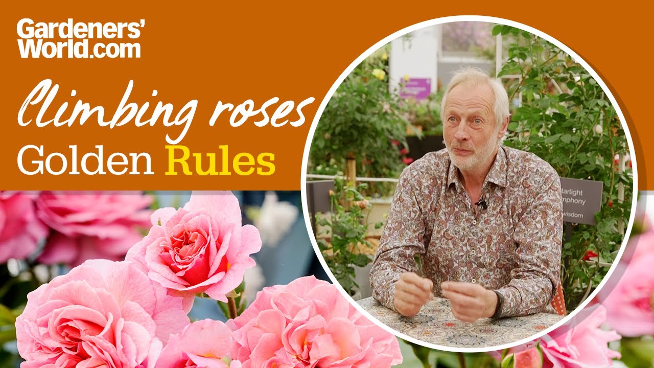 Caring for climbing roses | Golden Rules - YouTube
