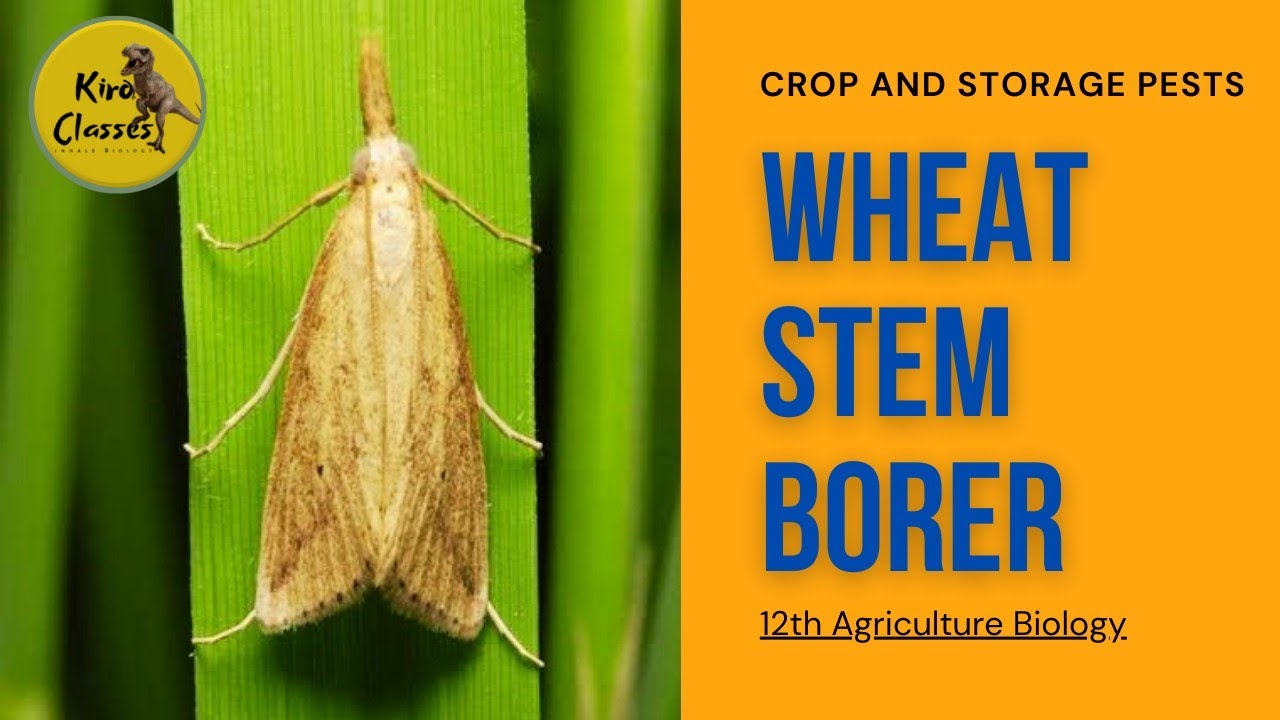 Agriculture Biology Class 12|Chapter : 3 |Wheat Stem Borer|Stem Borer ...