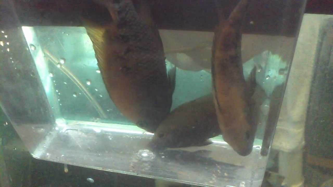 FISHROOM 9 26 12 Herichthys sp "Yellow Labridens" F2 group - YouTube