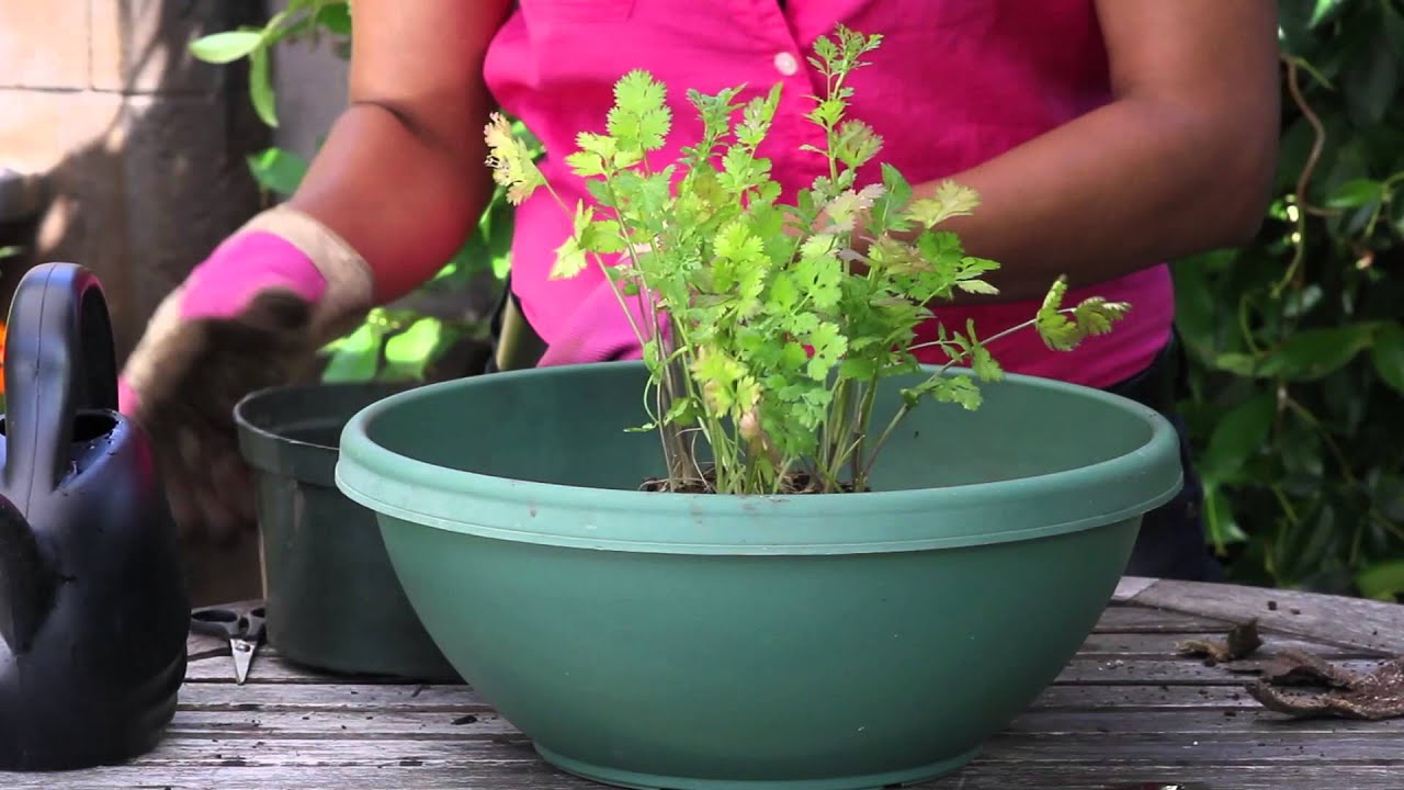 How to Transplant Cilantro : The Chef's Garden - YouTube