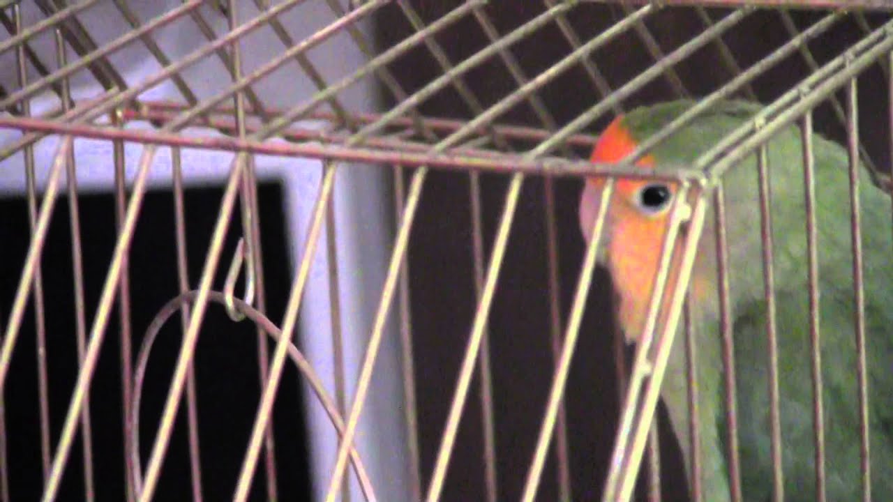 Durmiendo al perico - YouTube