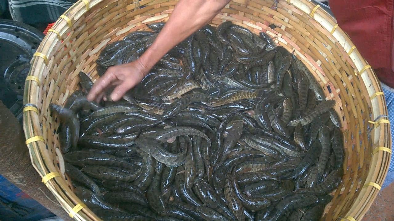 Best Taki fishing view and unique ideo Fishing Videos || Modest Life ...