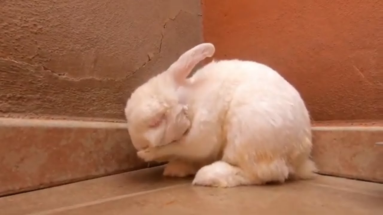 Cute rabbit cleans his ears - YouTube