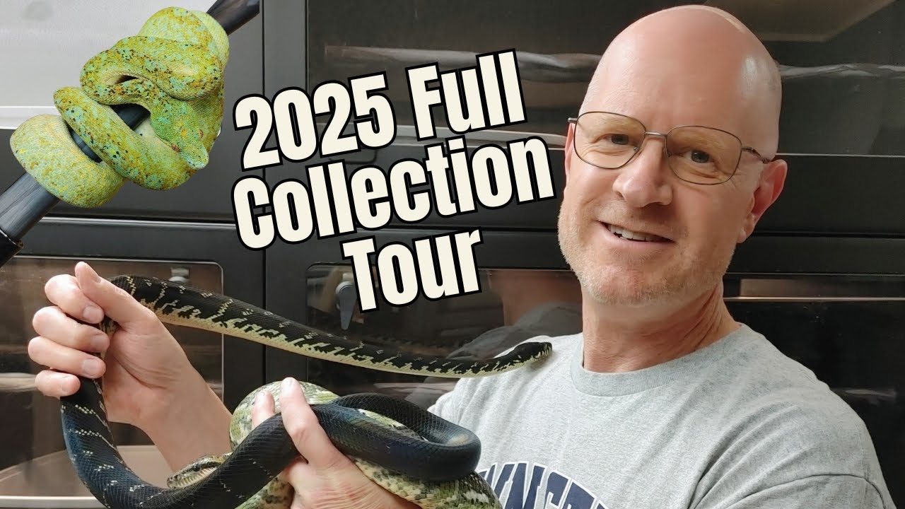 Some of the Most Rare Boas & Pythons in US Collections Today - YouTube