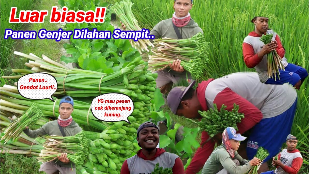 ASIKNYA PANEN,SAYUR BUNGA GENJER/GENDOT DISAWAH.. #PetaniCilacap - YouTube