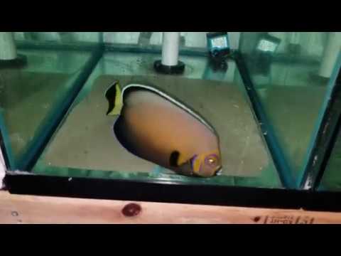 Conspic Angel $5900 - New Caledonia - YouTube