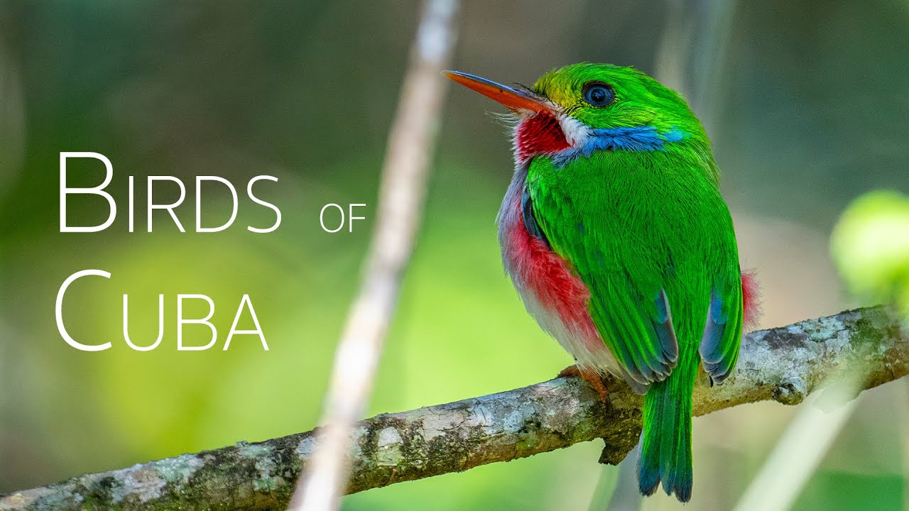 Chasing Endemic Avifauna: A 24-hour Birding Adventure | Birds of Cuba ...