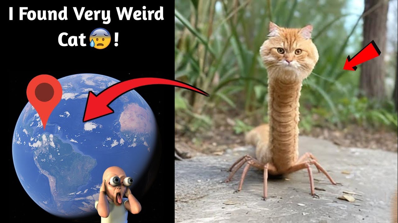 I Explore Very Weird Cat it’s Real 💯 On Google Earth and Google Maps 🌎 ...