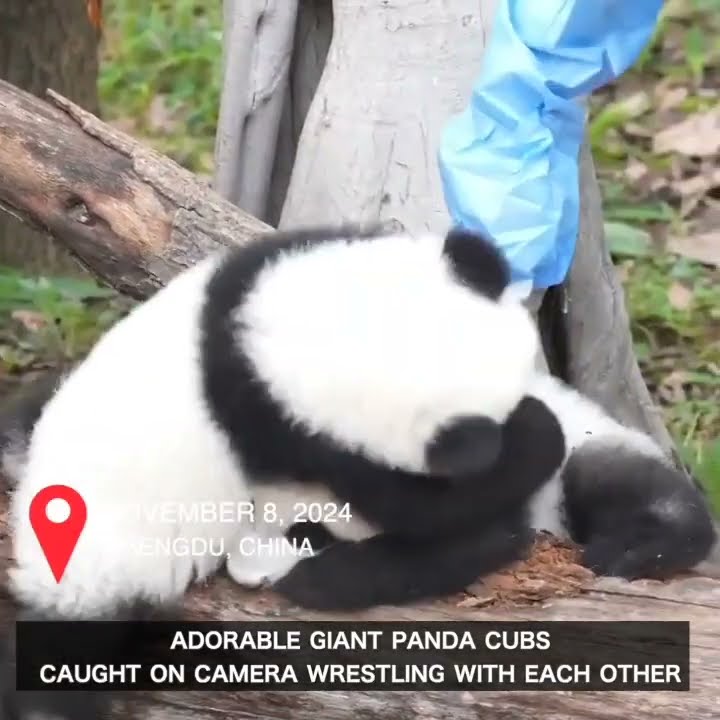Adorable giant panda cubs caught on camera wrestling with each other ...