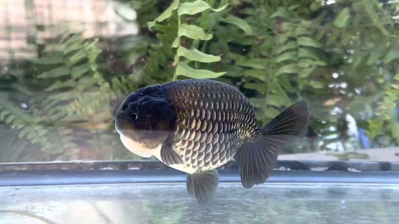 9638 female black ranchu - YouTube