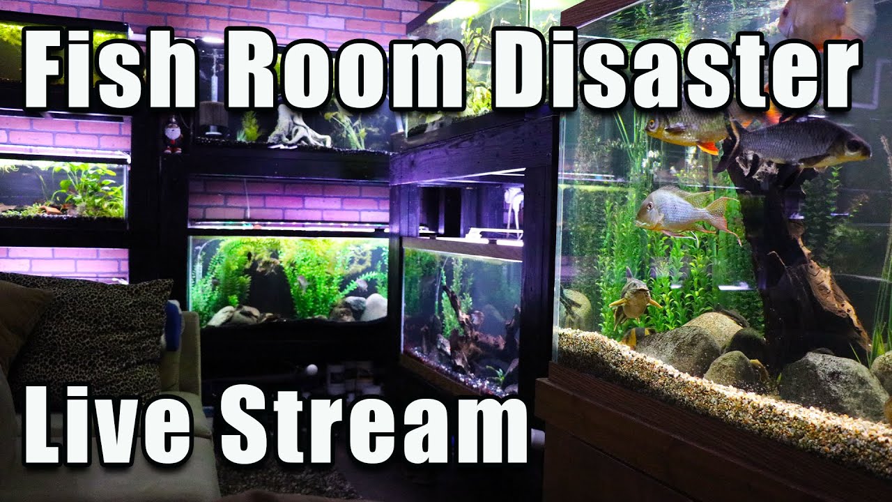 [LIVE] Our Biggest Fish Room Disaster Happened This Week and it was BAD ...