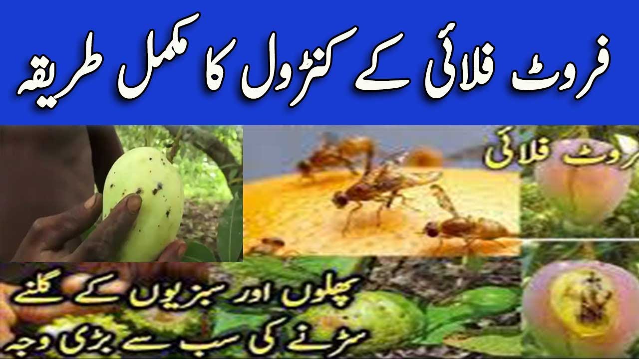 Fruit flies attack |How to control fruit fly (Phal ki makhi), Traps and ...