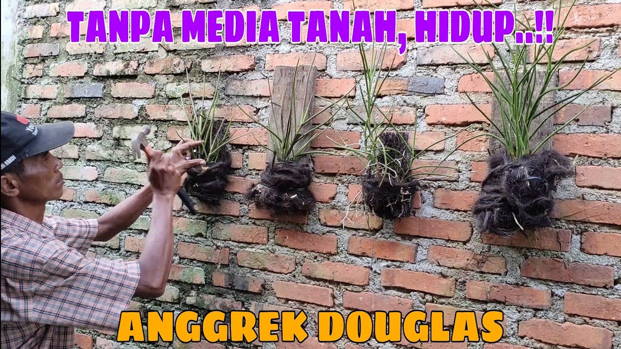 CARA PERBANYAK ANGGREK DOUGLAS STEK LANGSUNG TANAM DI DINDING !! - YouTube