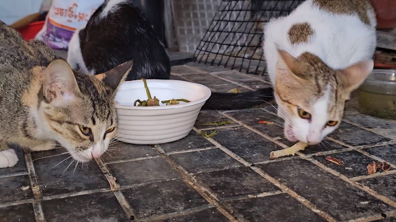 Cooking food and kittens in cats little kitty compilation - YouTube