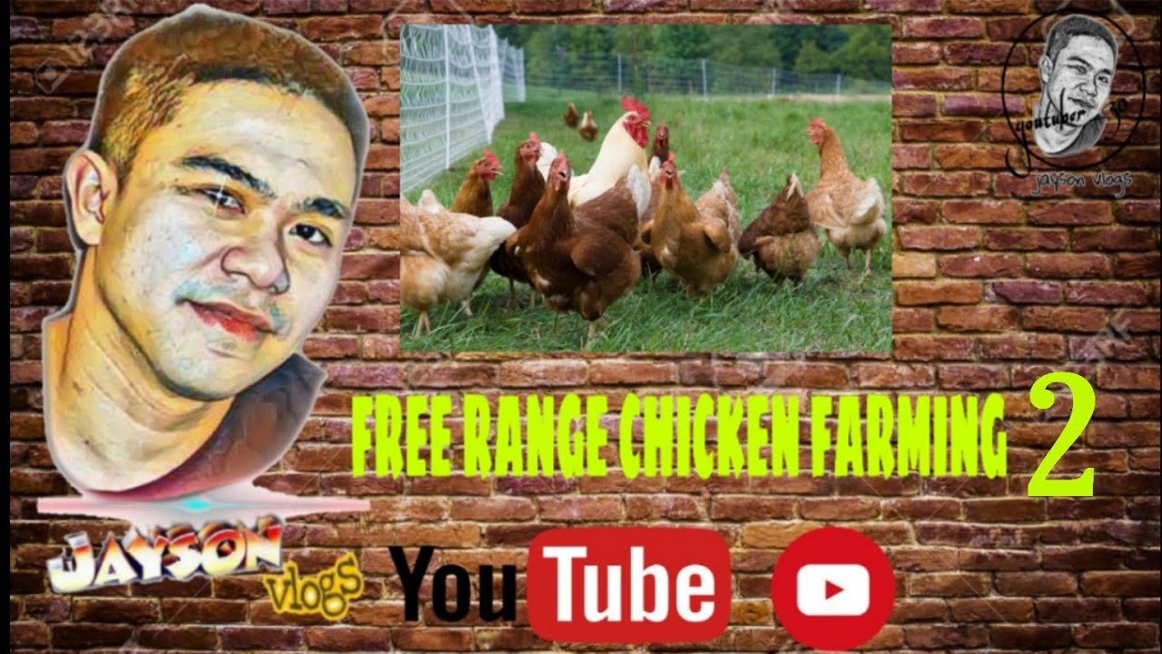 FREE RANGE CHICKEN FARMING PHILIPPINES | NEGOSYO TIPS | VLG#02 - YouTube
