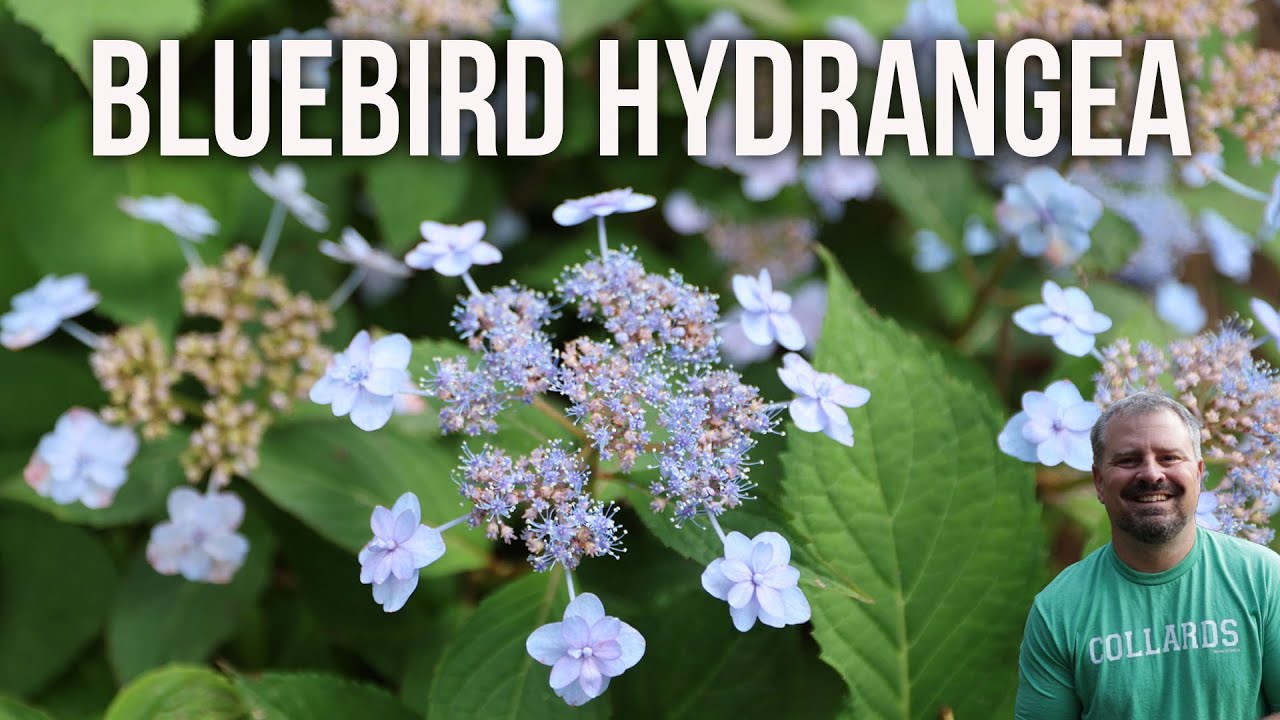 'Bluebird' Mountain Hydrangea - Hydrangea serrata 'Bluebird' - YouTube