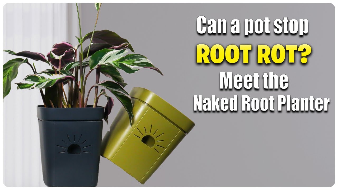 No More Root Rot? Meet the Naked Root Planters.... - YouTube