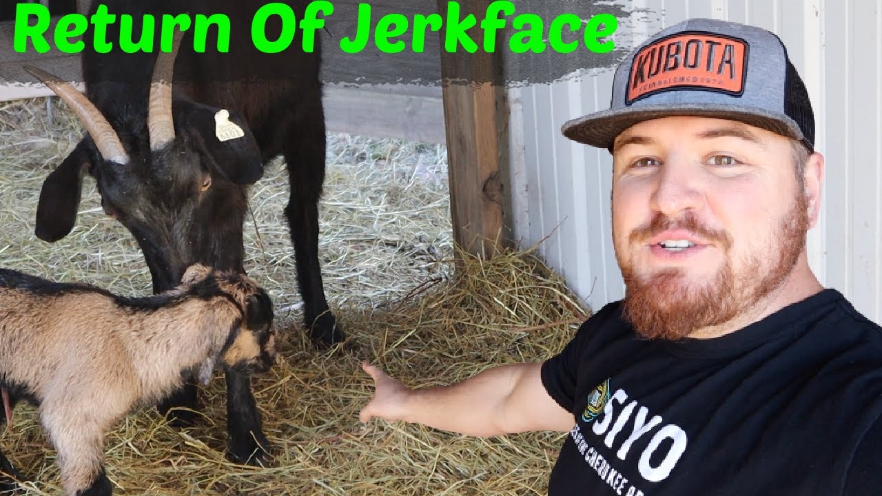 We Weren’t Expecting This! First Baby Kiko Goat Of The Season - YouTube
