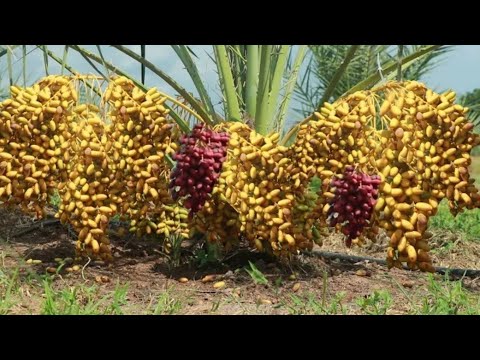 Agriculture Technology - How to grow and Care Date Palm Trees/Khajor ...