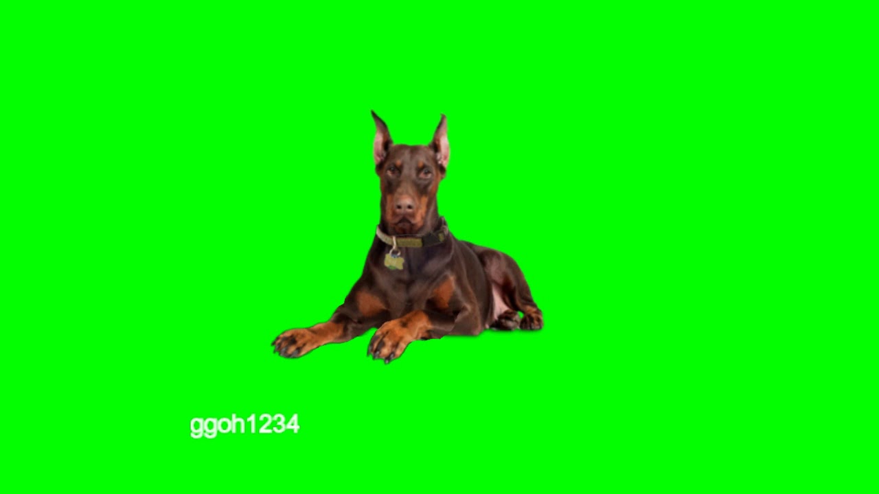Royalty FREE Reliable Doberman dog keep watch in green screen - YouTube