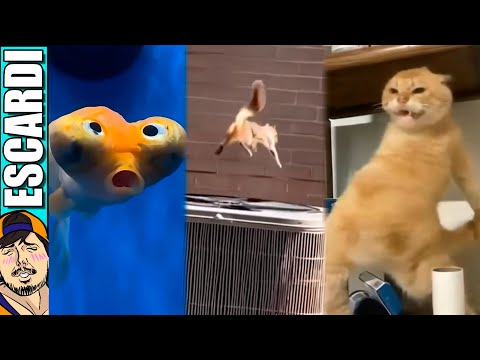 ANIMALES VIVEN AVENTURAS