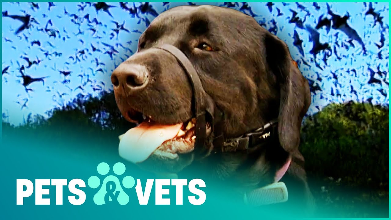 This Labrador Is The Real-Life Batman | Dogs with Jobs - YouTube