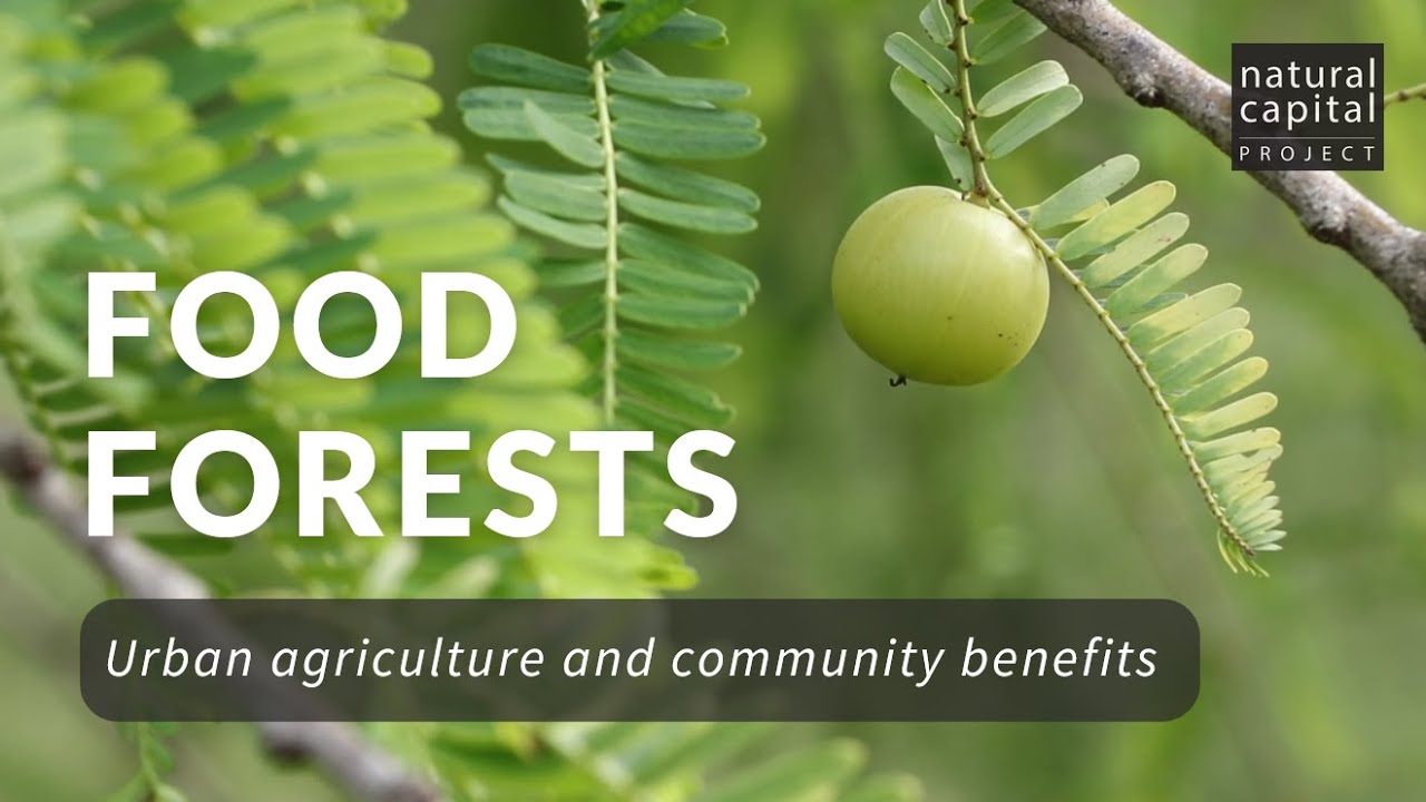 Food Forests: Growing Community Benefits - YouTube