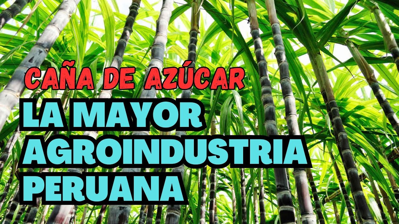 Caña de azúcar es nuestra mayor agroindustria, Perú tiene más ...