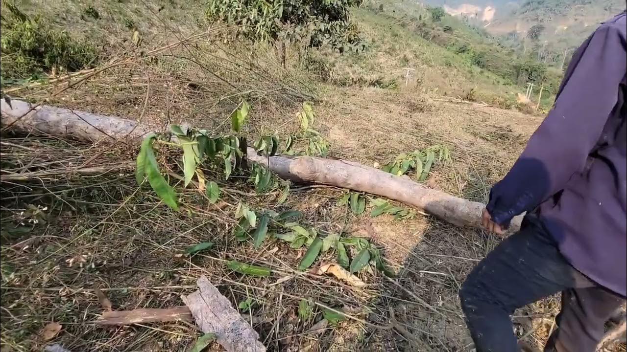 hnub no luaj teb tas lawm 15/3/2024 - YouTube