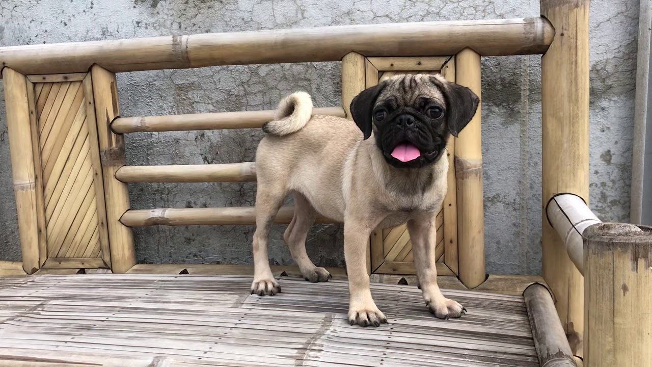 Pug - YouTube