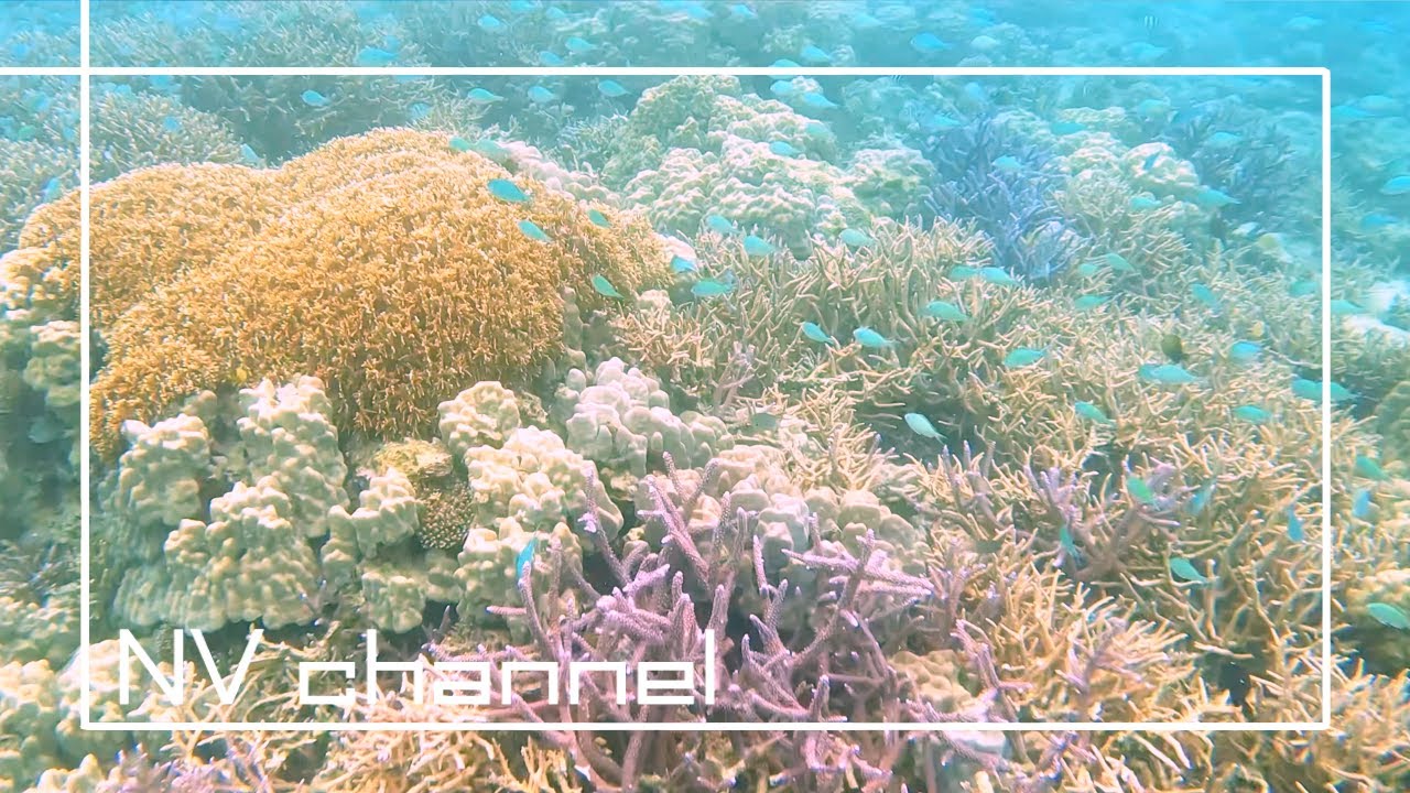 [Snokeling]Beautiful fish and coral reefs in Kakeroma island, Japan ...