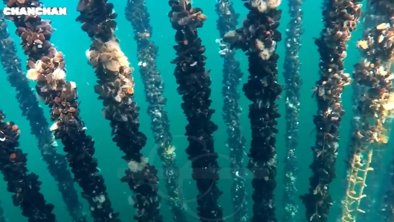 SURPRISING Billions of clams are farmed using modern techniques - The ...