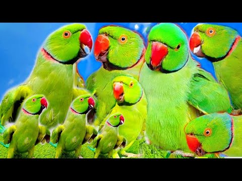 Indian Parrot🌹All Best of Video ️ Amazing Completion🍀Talking Parrots ...