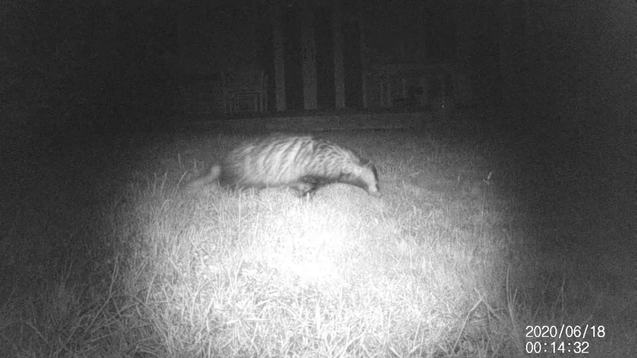 Badger spotted in our garden for the first time! - YouTube