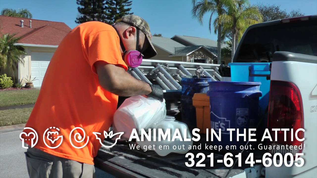 3 steps to rid your home of rats - Decontamination - Animals in the ...
