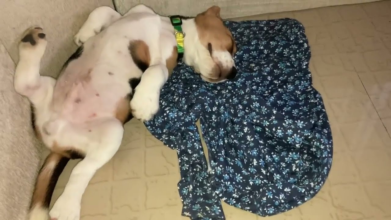 My Sleeping Positions | I'm Groot The Beagle - YouTube
