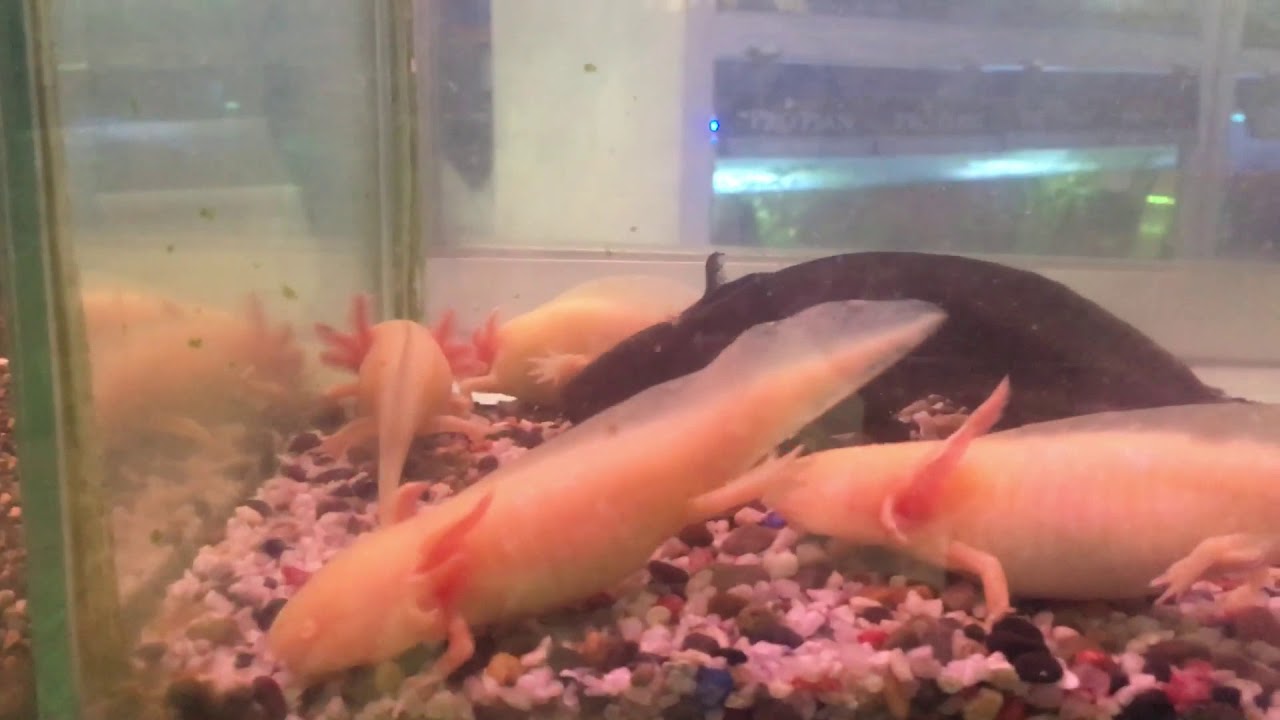 Rara especie de peces con patas - YouTube