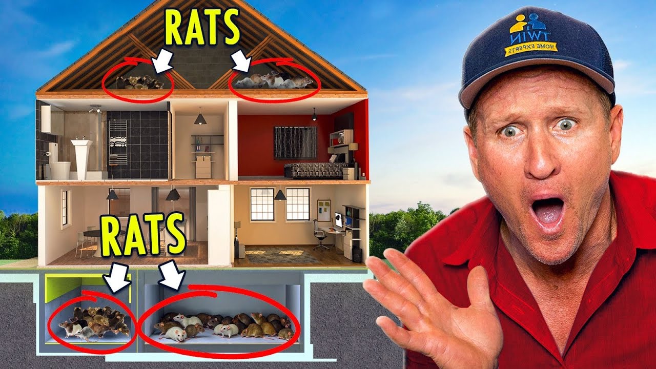 FAST Attic Rat Removal - YouTube