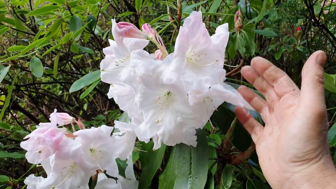 A Relaxing Walk Around Baginton's Secret Quarry Garden - YouTube