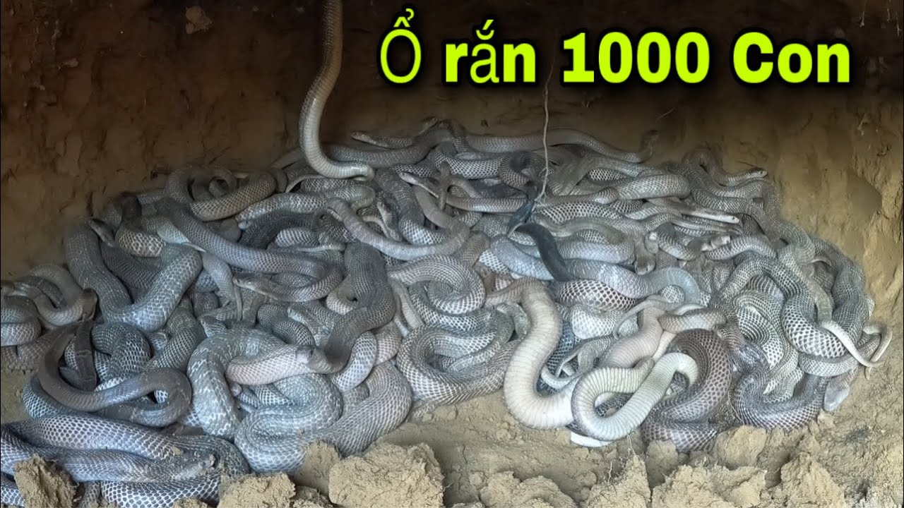 Chinh Phục Ổ Rắn Hổ Mang 1000 Con Trong Hang Đất Rộng Cả Người Chui Vừa ...