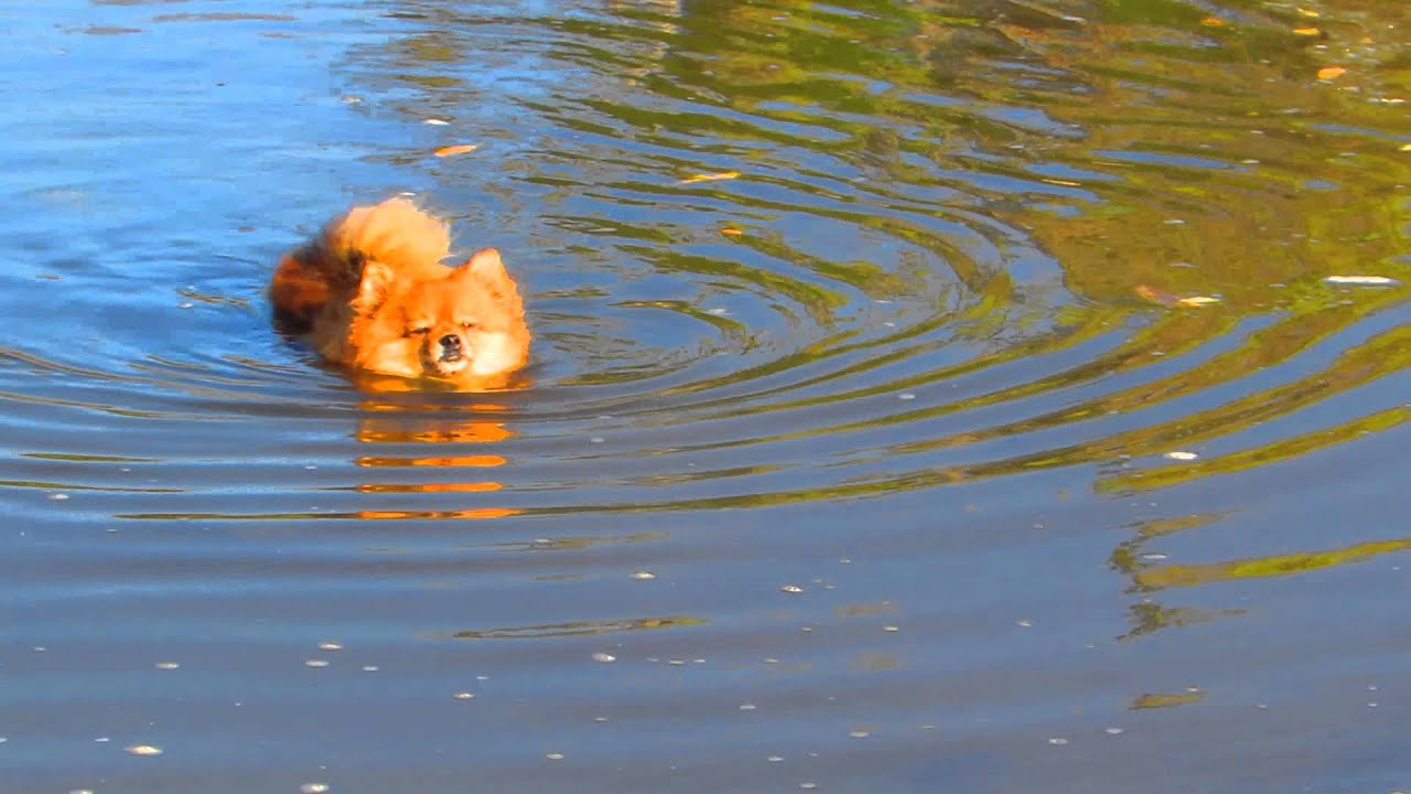 POMERANIAN SWIMMING - YouTube