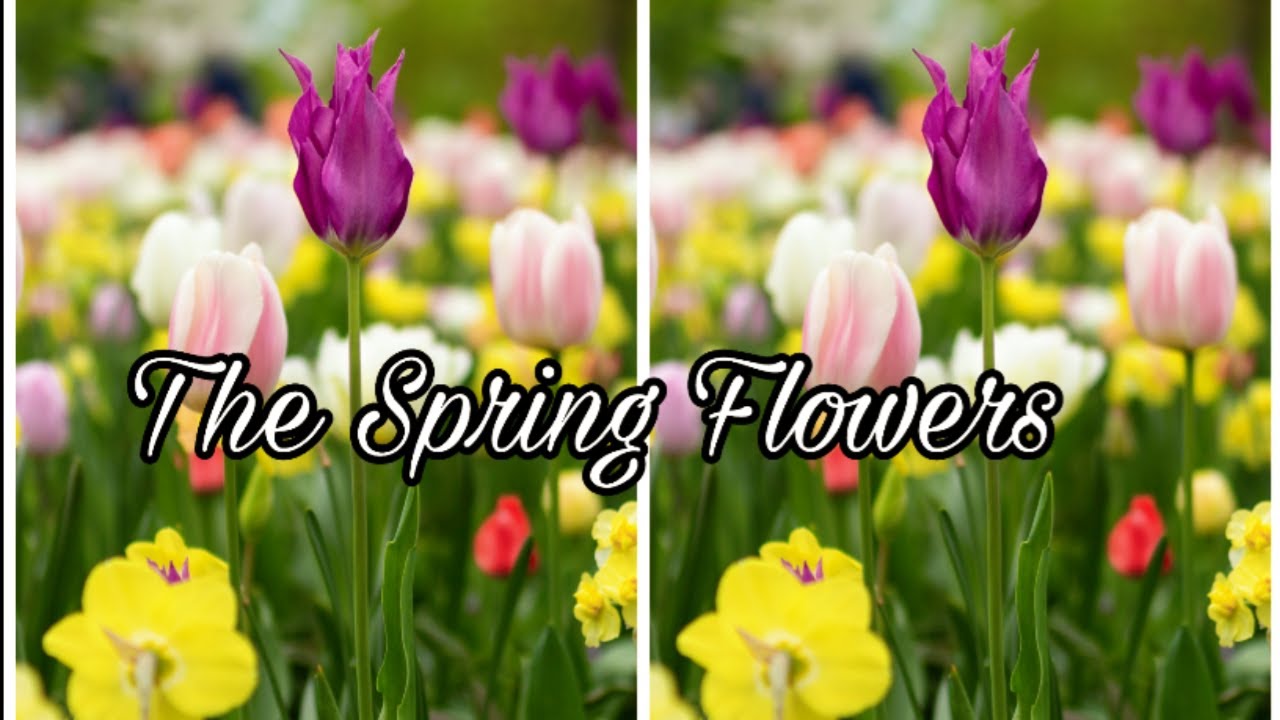 Spring Flowers| Blooming Spring Flowers|Amazing Flowers - YouTube