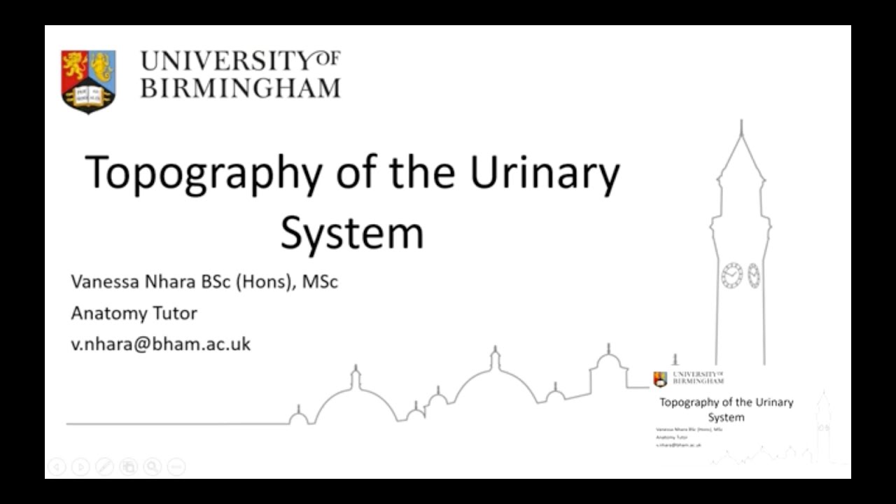 Topography of the Urinary System - For Medical Students - YouTube