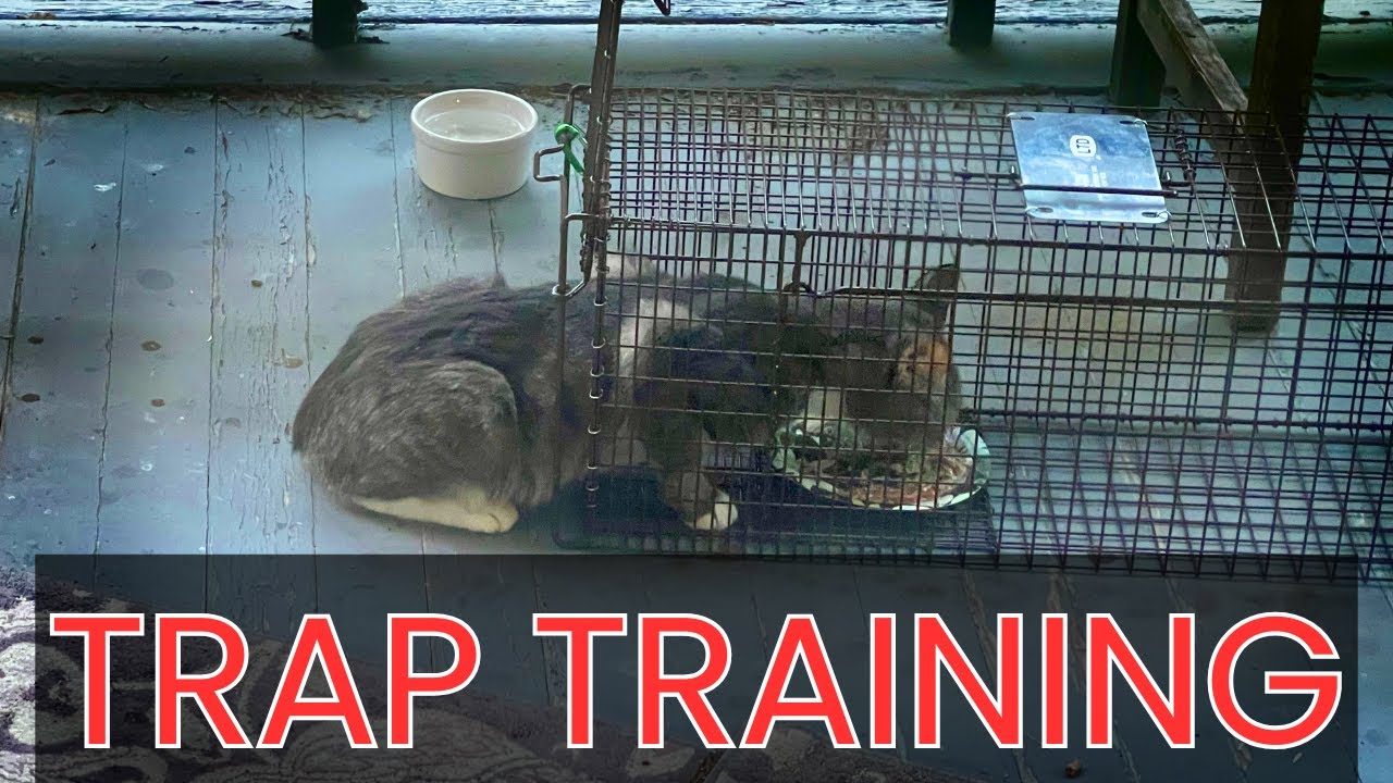 How to Trap Train Feral Cats for TNR (Using Tru Catch Traps) - YouTube