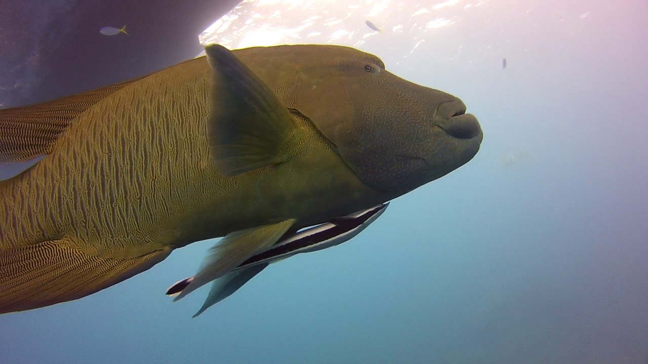 Scuba diving Wings 3 - YouTube