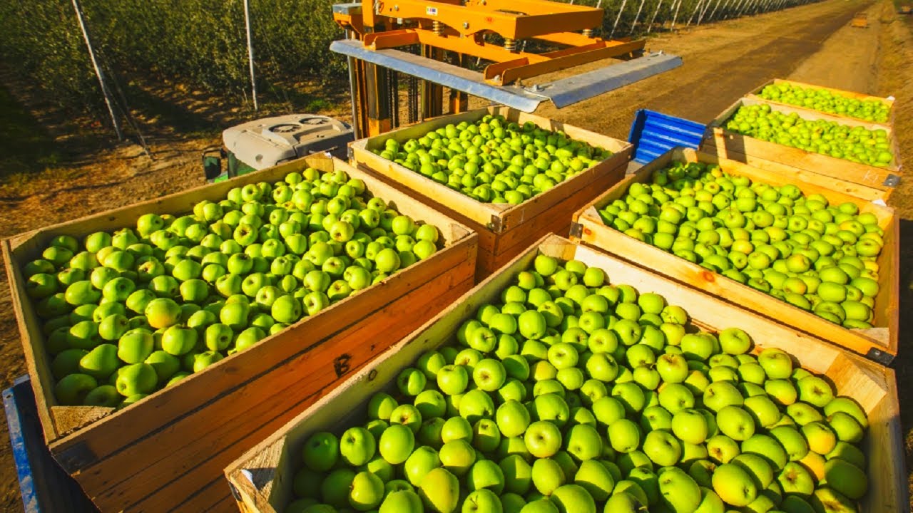 Green Apple Harvesting Technology, Green Apple juice production line ...