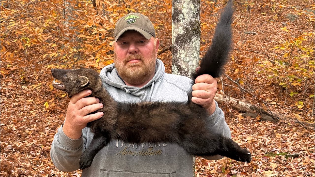 How to trap fishers with cubbies - YouTube