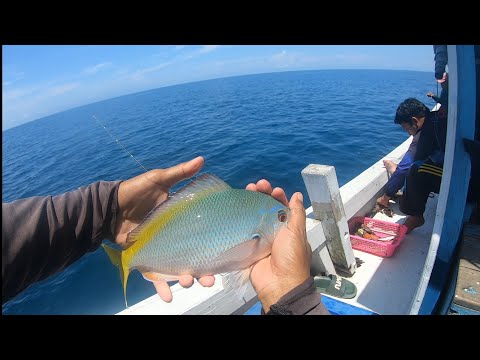 Pertama Kali Mancing Ikan Kurisi Strike Ikan Cantik ini !! 