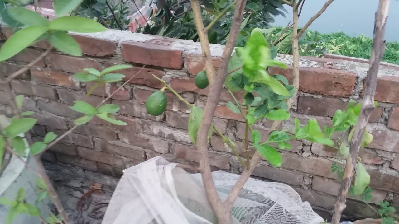 Gardening on the roof top. fruits, every tree - YouTube